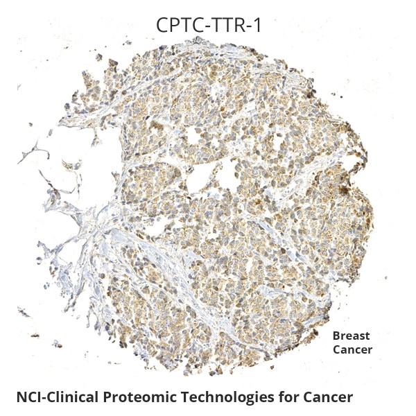 TTR Antibody (CPTC-TTR-1) - DSHB